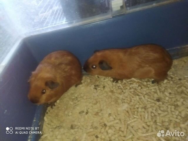 Морские свинки селфы и крестеды