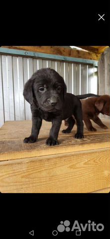 Щенки лабрадора