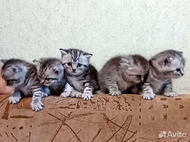 Шотландская