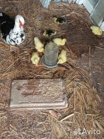 Индоутята с индоуткой