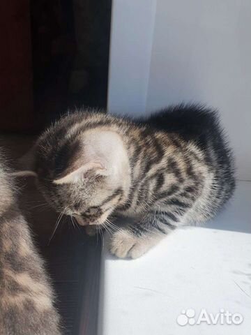 Бенгальские котята продажа