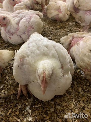 Бройлеры на мясо