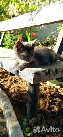 Монастырские котята