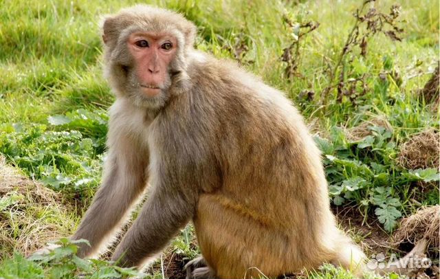 Обезьяна