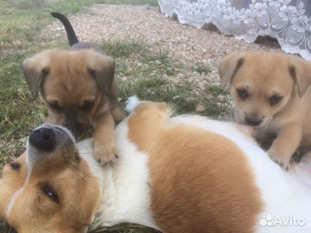 Отдадим небольших собачек в хорошие руки