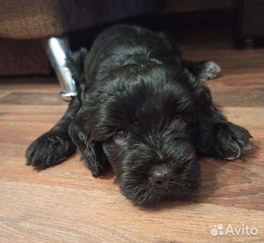 Собака кобель щенок мальчик
