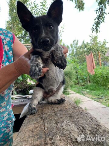 Низкорослый щенок в добрые руки