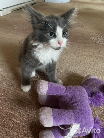 Котенок мальчик Грей 3 мес