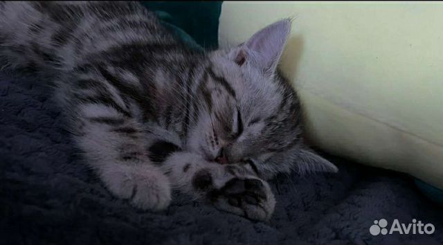 Шотландский Котенок