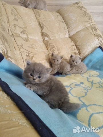 Британские котята