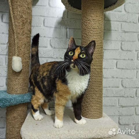 Кошечка Ива ищет дом
