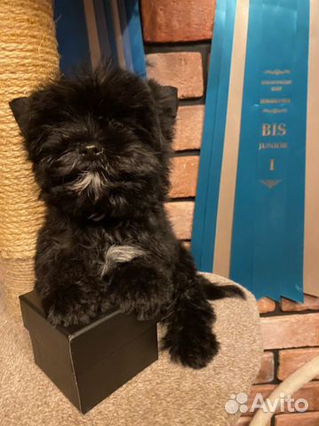 Шикарная девочка черный йорк