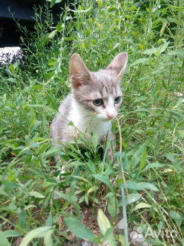 Котенок