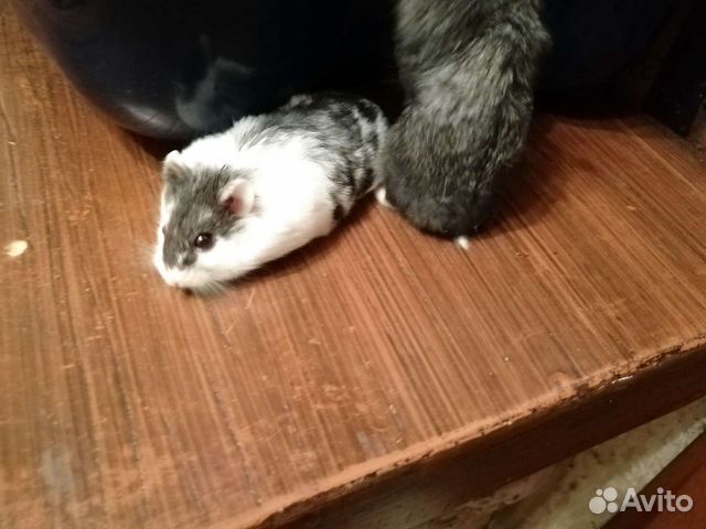 Хомячки мальчики и девочки