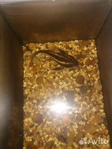 Рыба аквариумная платидорас