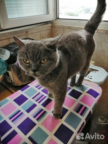 Найдена кошка