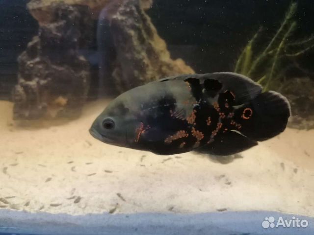Рыба.астронотус, акара бирюзовая
