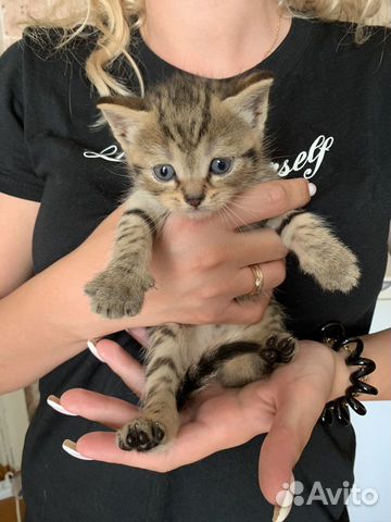 Котята от чистокровной шотландки