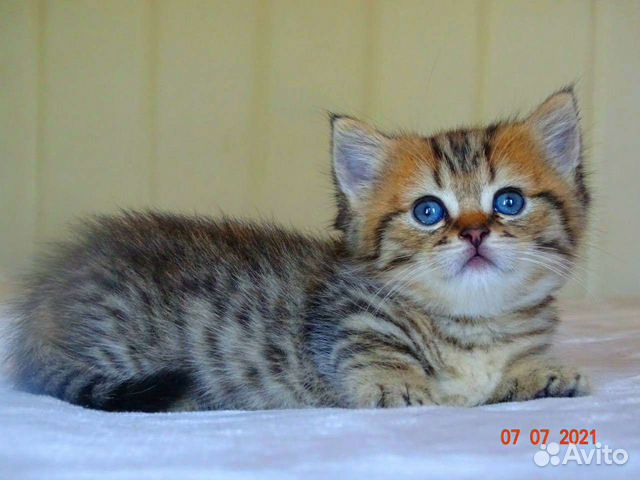 Манчкин стандарт, котик