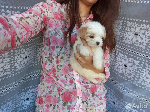 Мальтипу Микро размер Baby Face