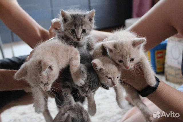 Котята в добрые руки