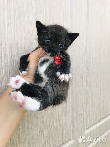 Котенок мальчик