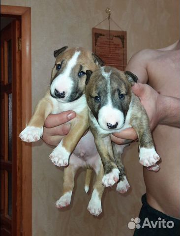 Продаются щенки миниатюрного бультерьера