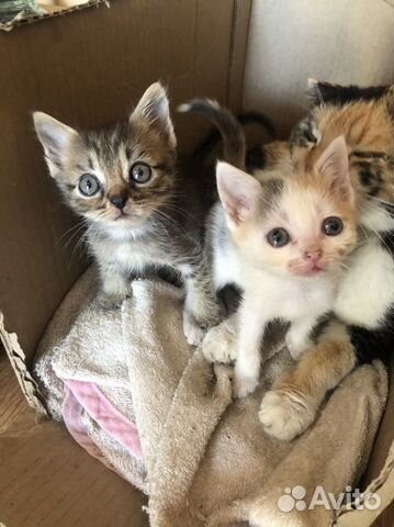 Котята отдам в добрые руки бесплатно