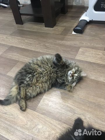 Кошка