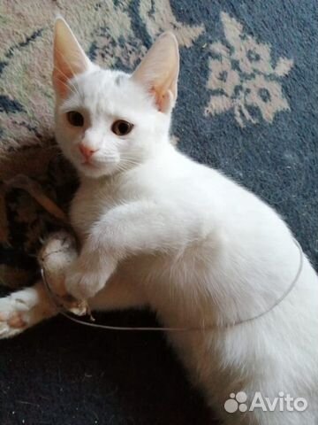 Котята в добрые руки бесплатно