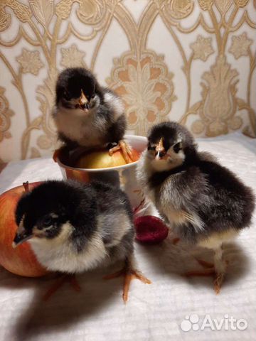 Маран цыплята