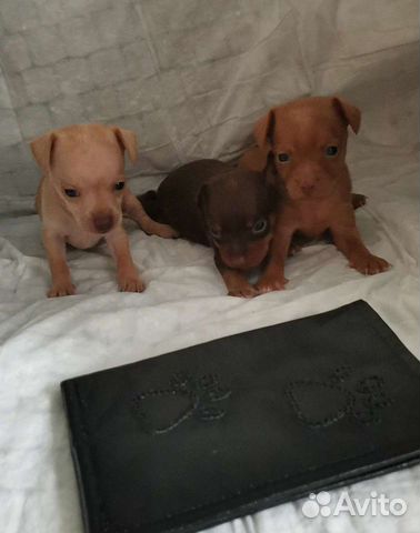 Руский той-терьер