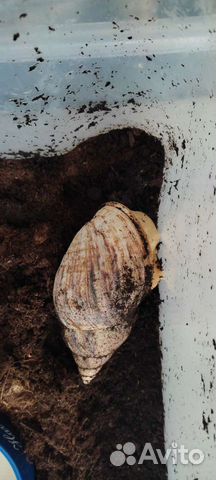 Улитки ахатины