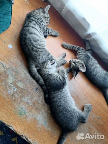 Котята в добрые руки