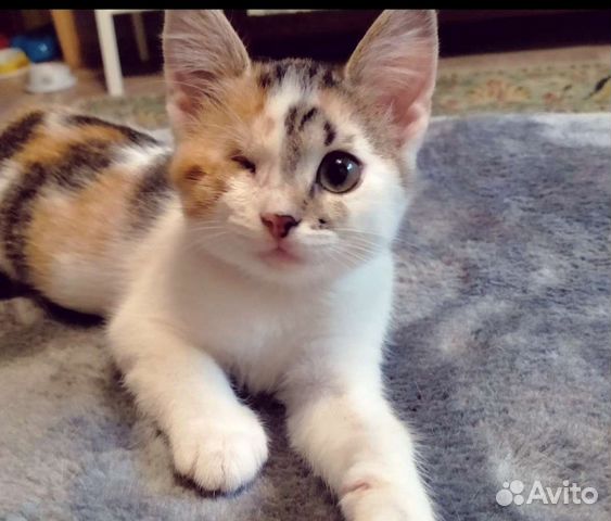 Котёнок - девочка ищет дом