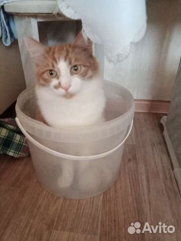 Кот