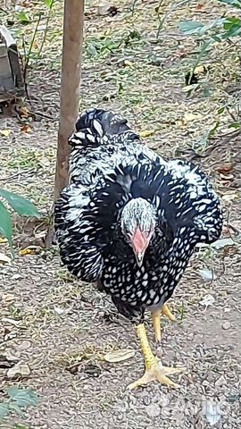 Куры виандот