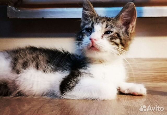 Котангенс (котеночек)