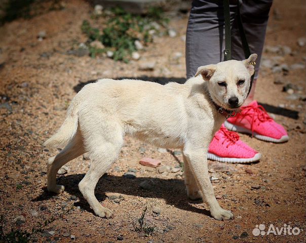 Маленький песик Лютик в добрые руки