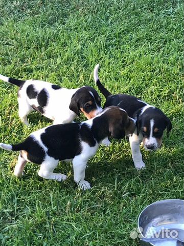 Щенки эстонской гончей