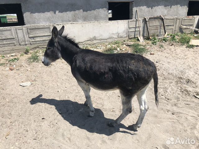 Ослица