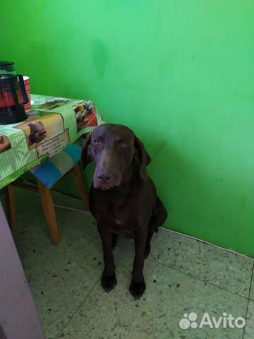 Вязка куцхаар