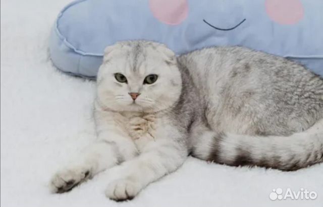 Подрощенный котёнок