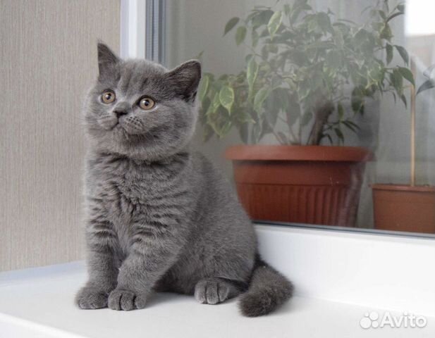 Мальчишка плюш