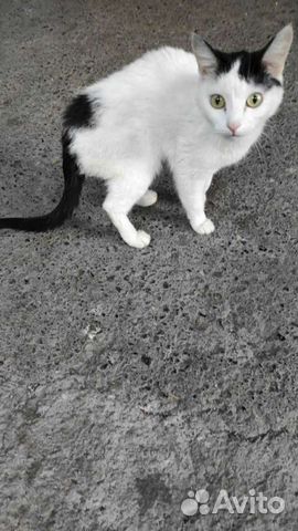 Юный котофей ищет дом