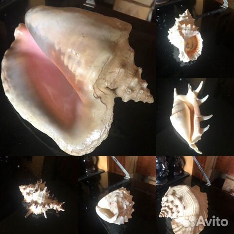 Ракушки большие и маленькие