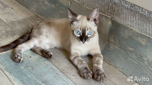 Бенгальские снежные (угольные) котята