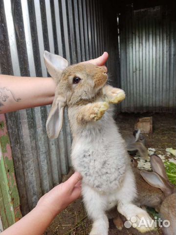 Кролики мясной породы