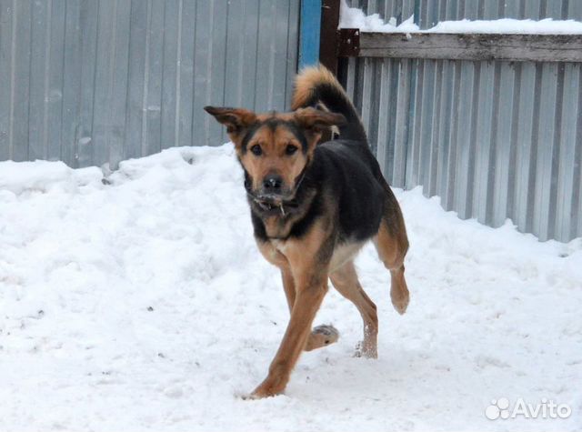 Отдаю соьаку Ричика в добрые руки