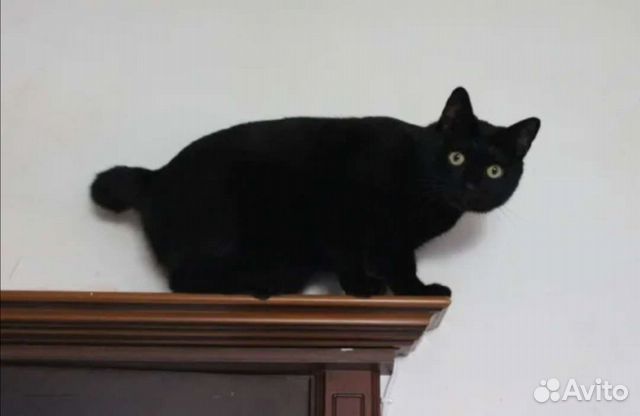 Американский бобтейл кот